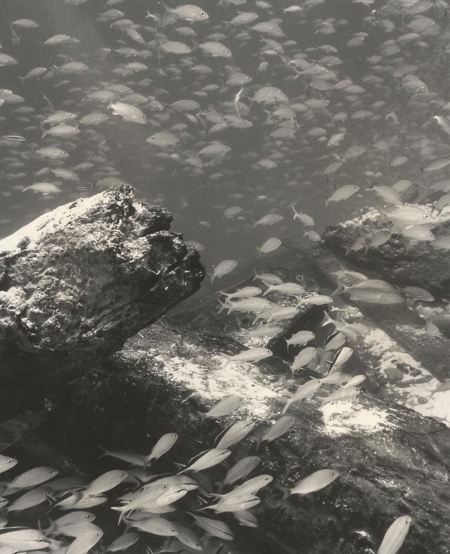Winfield Scott is No Match for Foggy Foe | National Underwater and ...
